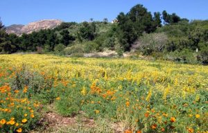 Santa Barbara Botanic Garden Day Trip: Trails, Native Plants & Nature ...