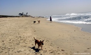Huntington Dog Beach Take Your Canine Friend to the Beach