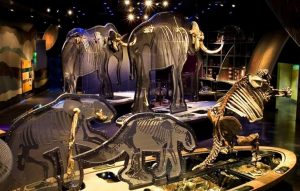 Discover Ice Age Giants at the Western Science Center in Hemet, CA