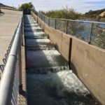 Nimbus Fish Hatchery Day Trip: Salmon Ladders, Wildlife, and Adventures